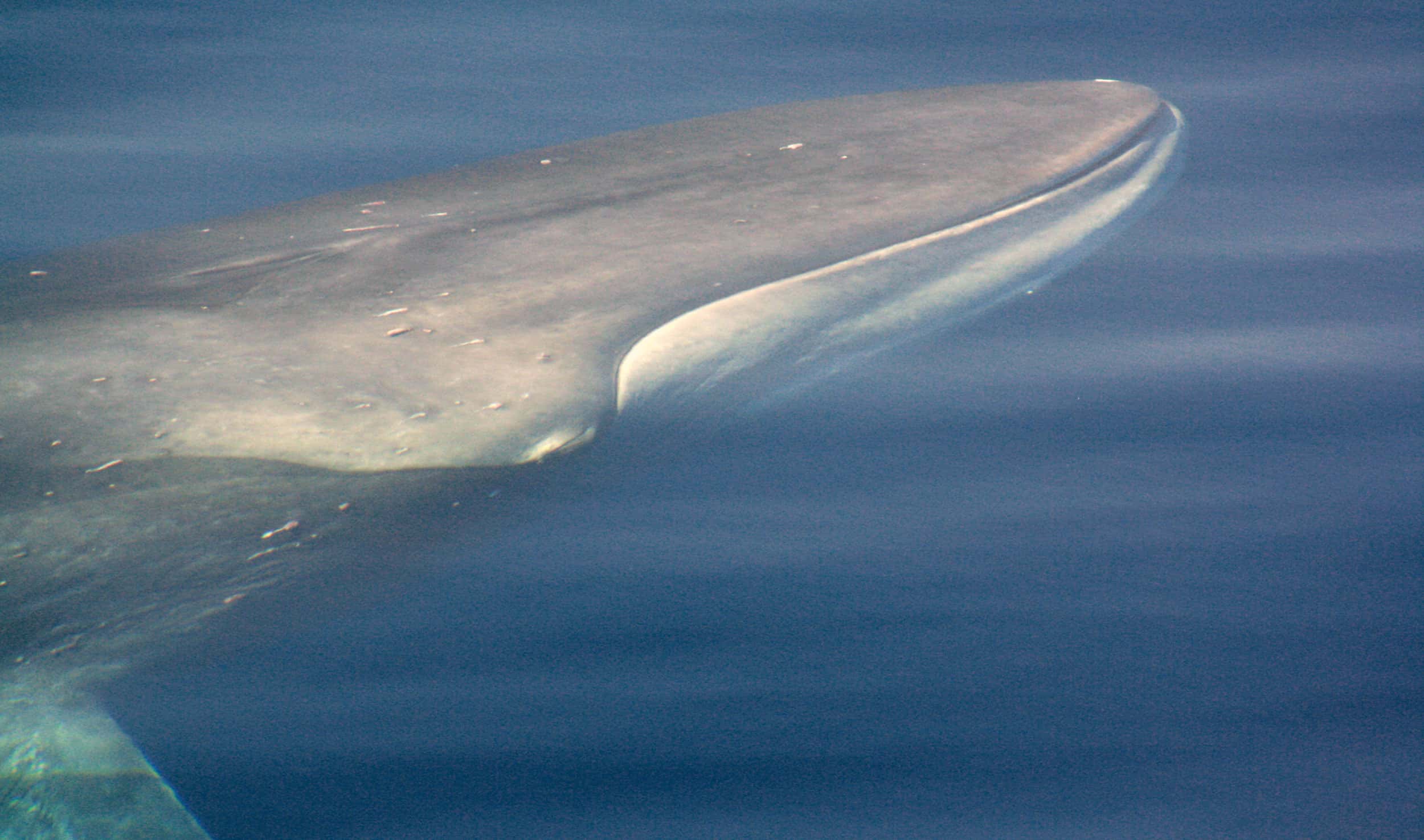 Balenottera comune - scheda descrittiva - come riconoscere