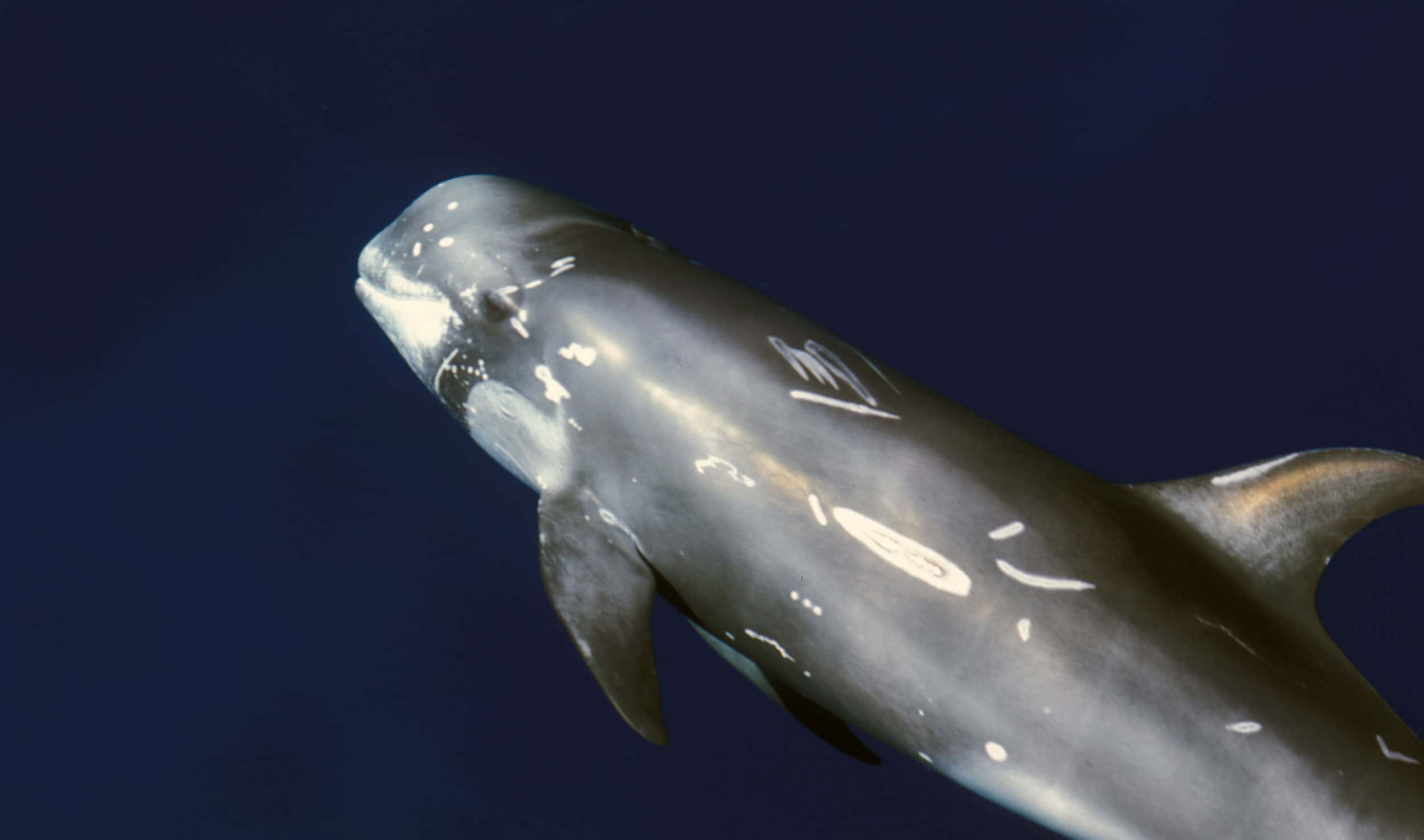 Grampo - CetaceiFaiAttenzione