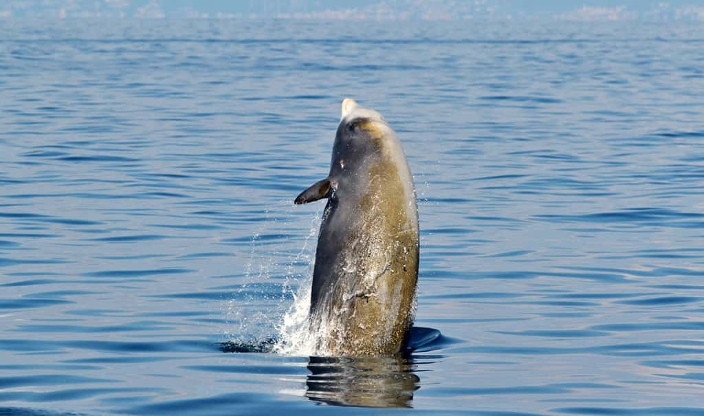 Zifio - CetaceiFaiAttenzione